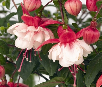 Swing Time Fuchsia | Natorp's Online Plant Store