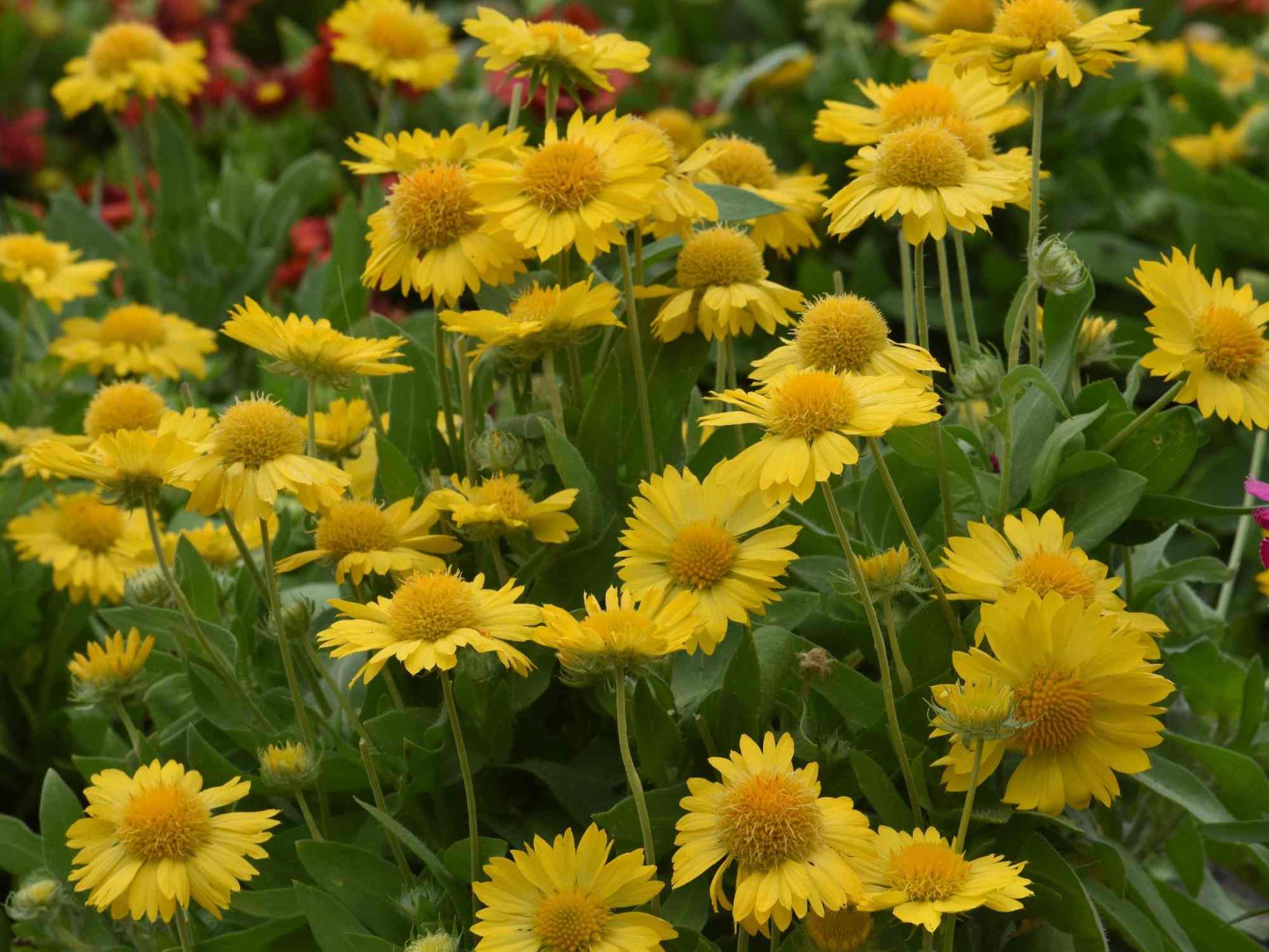 Mesa Yellow Blanket Flower | Natorp's Online Plant Store