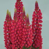 Staircase™ Red Lupine | Natorp's Online Plant Store