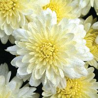 Wilma White Mum | Natorp's Online Plant Store