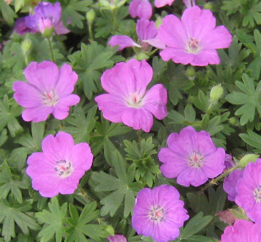 Max Frei Geranium | Natorp's Online Plant Store