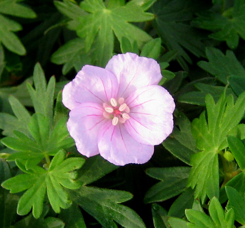 Vision Light Pink Geranium | Natorp's Online Plant Store