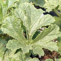 Apricot Geranium | Natorp's Online Plant Store