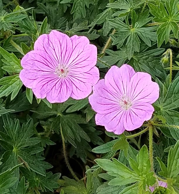 Blushing Turtle Hardy Geranium | Natorp's Online Plant Store