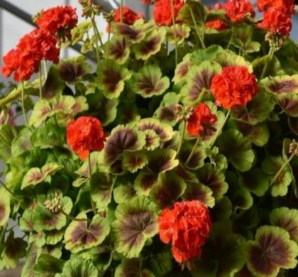 Brocade Fire Geranium | Natorp's Online Plant Store