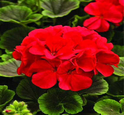 BullsEye™ Red Geranium | Natorp's Online Plant Store