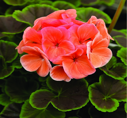 BullsEye Salmon Geranium | Natorp's Online Plant Store