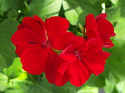 Calliope Large Dark Red Geranium | Natorp's Online Plant Store
