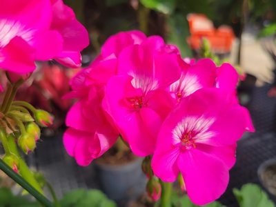 Calliope Large Hot Pink Geranium | Natorp's Online Plant Store