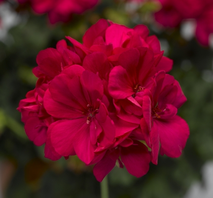 Calliope Medium Hot Pink Geranium | Natorp's Online Plant Store