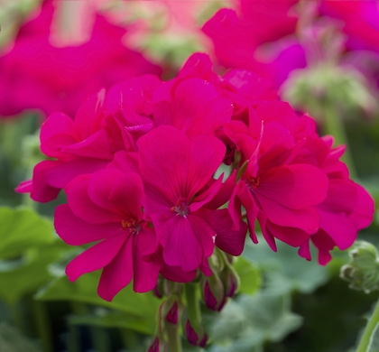 Calliope Medium Violet Geranium | Natorp's Online Plant Store