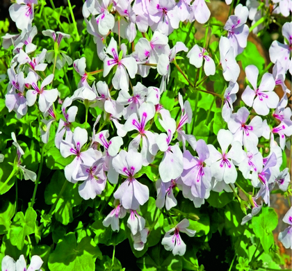 Blizzard White Ivy Geranium | Natorp's Online Plant Store