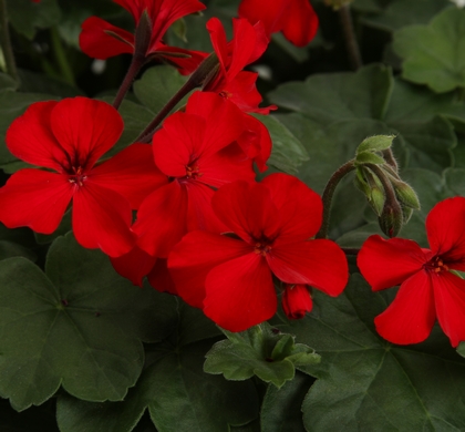 Caliente Fire Ivy Geranium | Natorp's Online Plant Store