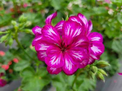 Ivy League™ Burgundy Bicolor Geranium | Natorp's Online Plant Store