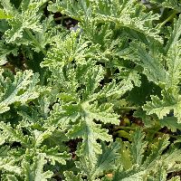 Lemon Rose Scented Geranium | Natorp's Online Plant Store
