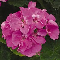 Patriot Lavender Blue Geranium | Natorp's Online Plant Store