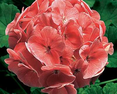 Ringo 2000™ Salmon Geranium | Natorp's Online Plant Store