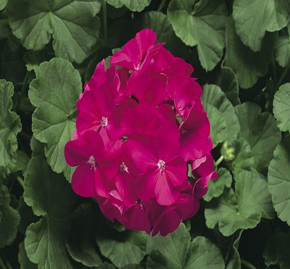 Ringo 2000 Violet Geranium | Natorp's Online Plant Store