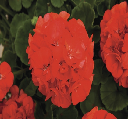 Rocky Mountain Orange Geranium | Natorp's Online Plant Store