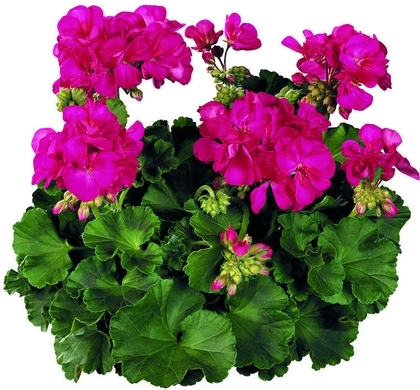 Rocky Mountain Violet Geranium | Natorp's Online Plant Store