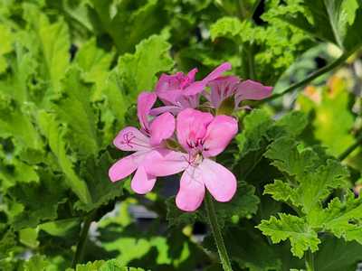 Sweet Mimosa Scented Geranium | Natorp's Online Plant Store