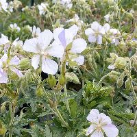 Splish Splash Geranium | Natorp's Online Plant Store