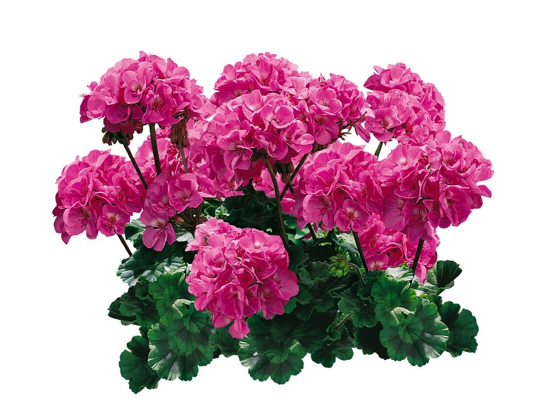 Tango Deep Pink Geranium | Natorp's Online Plant Store