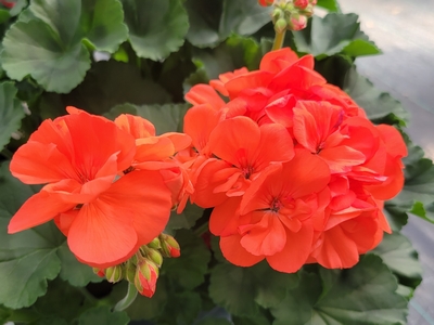 Tango Orange Geranium | Natorp's Online Plant Store
