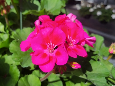 Tango Rose Splash Geranium | Natorp's Online Plant Store