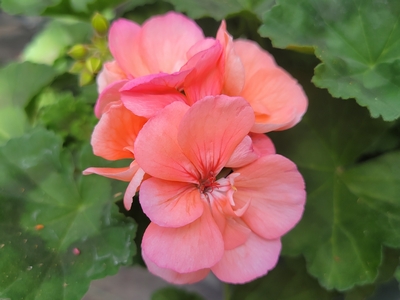 Tango Salmon Geranium | Natorp's Online Plant Store