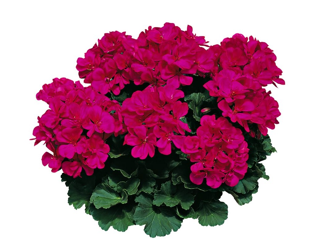 Tango Violet Geranium | Natorp's Online Plant Store