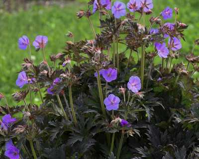 Boom Chocolatta Geranium | Natorp's Online Plant Store