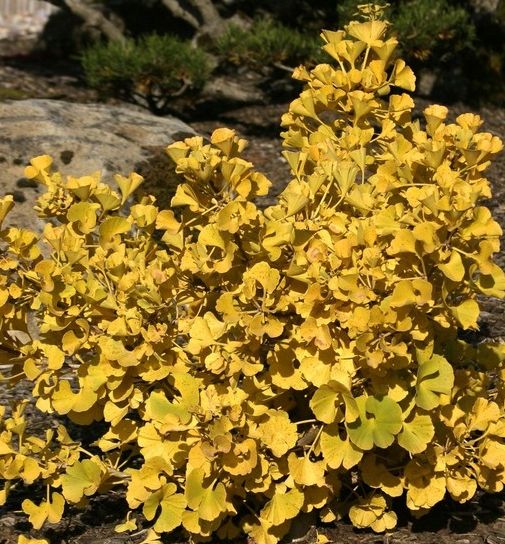 Mariken Dwarf Ginkgo | Natorp's Online Plant Store