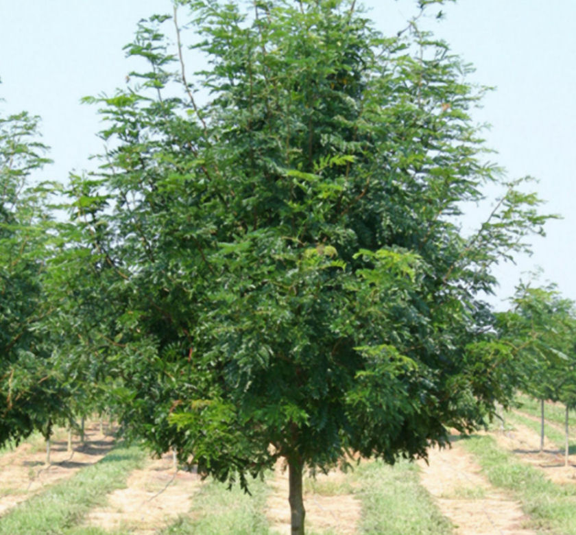 Skyline Honeylocust | Natorp's Online Plant Store