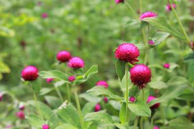 Buddy Purple Globe Amaranth | Natorp's Online Plant Store