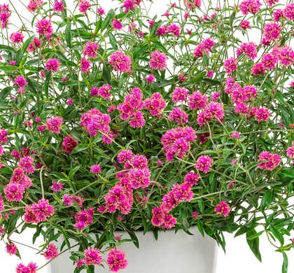 Truffula™ Pink Globe Amaranth | Natorp's Online Plant Store