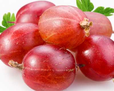 Captivator Gooseberry | Natorp's Online Plant Store