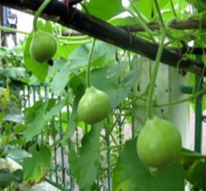Nam Tao Klom Bottle Gourd | Natorp's Online Plant Store