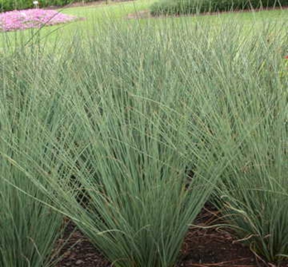 Fantastic Foliage™ Blue Arrows Rush | Natorp's Online Plant Store