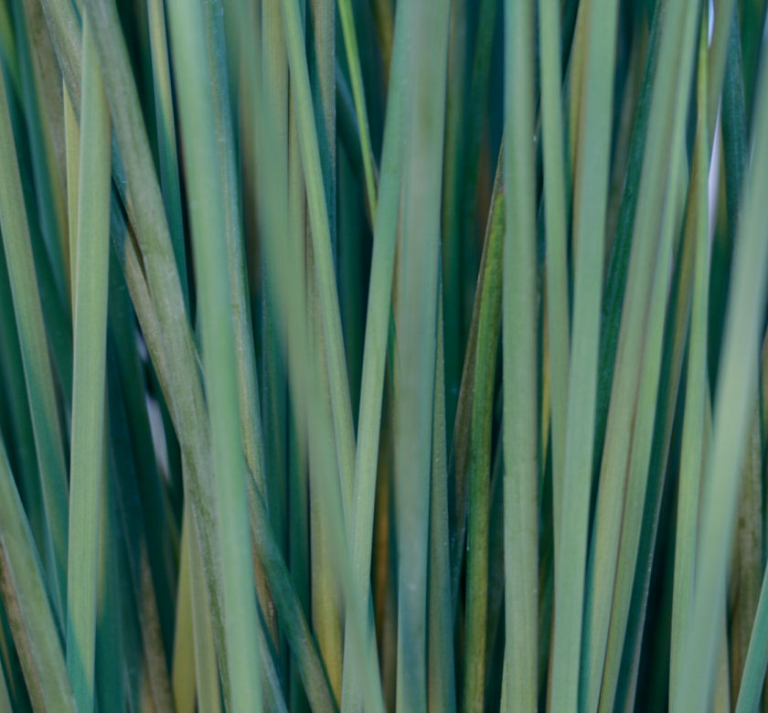 Blue Mohawk Rush | Natorp's Online Plant Store