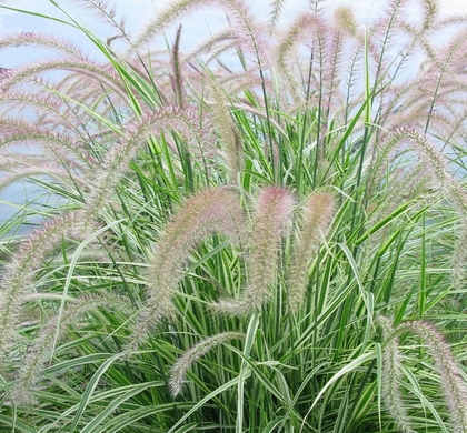 Sky Rocket Fountain Grass | Natorp's Online Plant Store