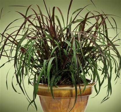 Vertigo Grass | Natorp's Online Plant Store
