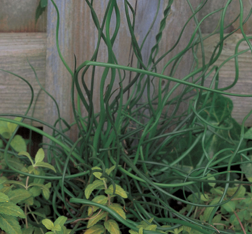 Curly Wurly Corkscrew Rush | Natorp's Online Plant Store