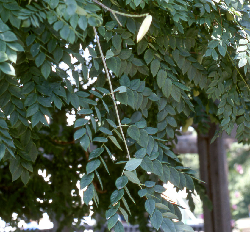 Kentucky Coffeetree | Natorp's Online Plant Store