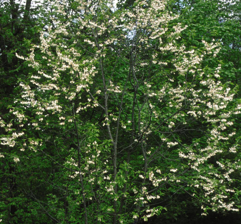 Carolina Silverbell | Natorp's Online Plant Store