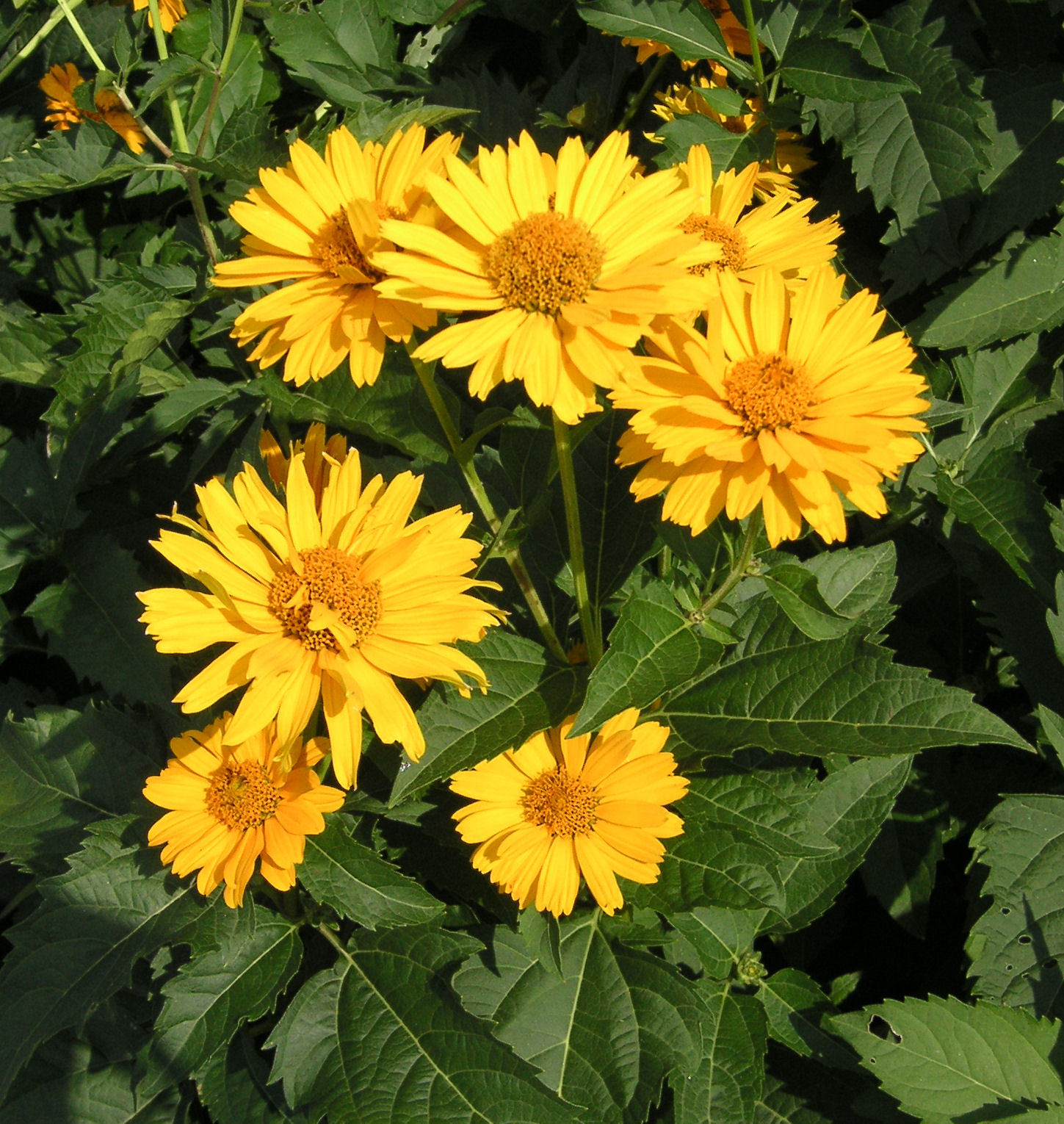 Summer Sun False Sunflower | Natorp's Online Plant Store