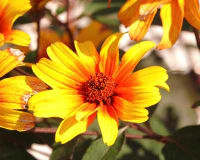 Burning Hearts False Sunflower | Natorp's Online Plant Store