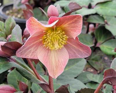 Merlin Lenten Rose | Natorp's Online Plant Store