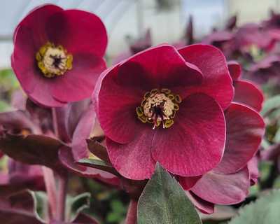 Ice N' Roses® Brunello Lenten Rose | Natorp's Online Plant Store