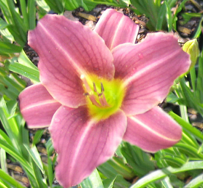 Purple de Oro Daylily | Natorp's Online Plant Store